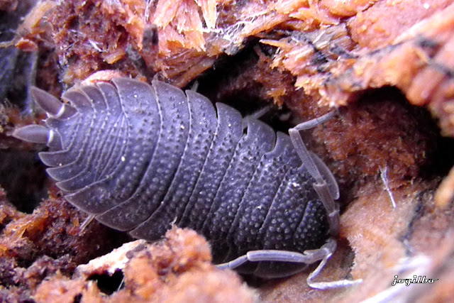 O melhor Alentejo do Mundo: Bicho de Conta