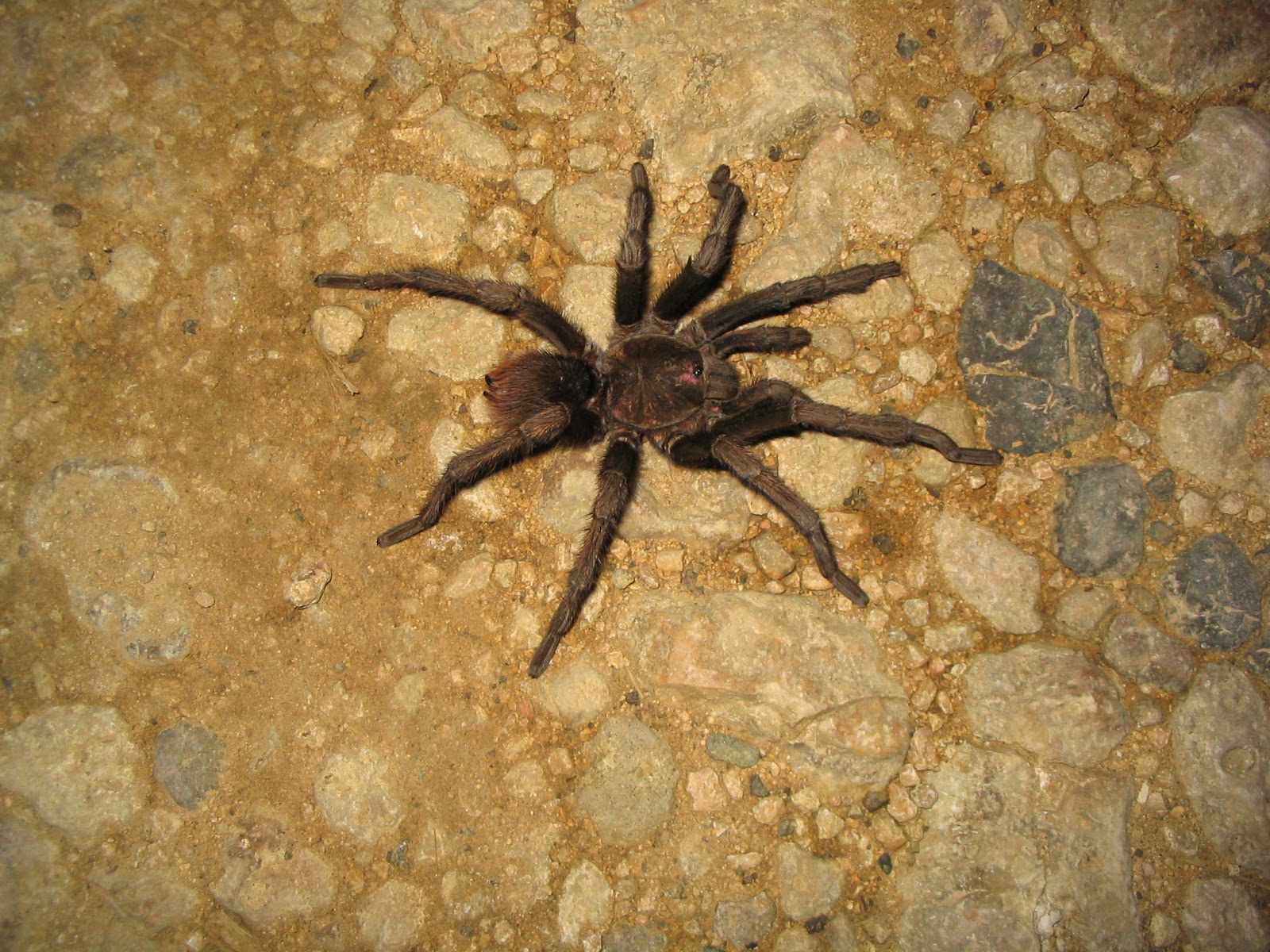 Fossil Matter: Dominican Republic: A Story of Caves and Bats