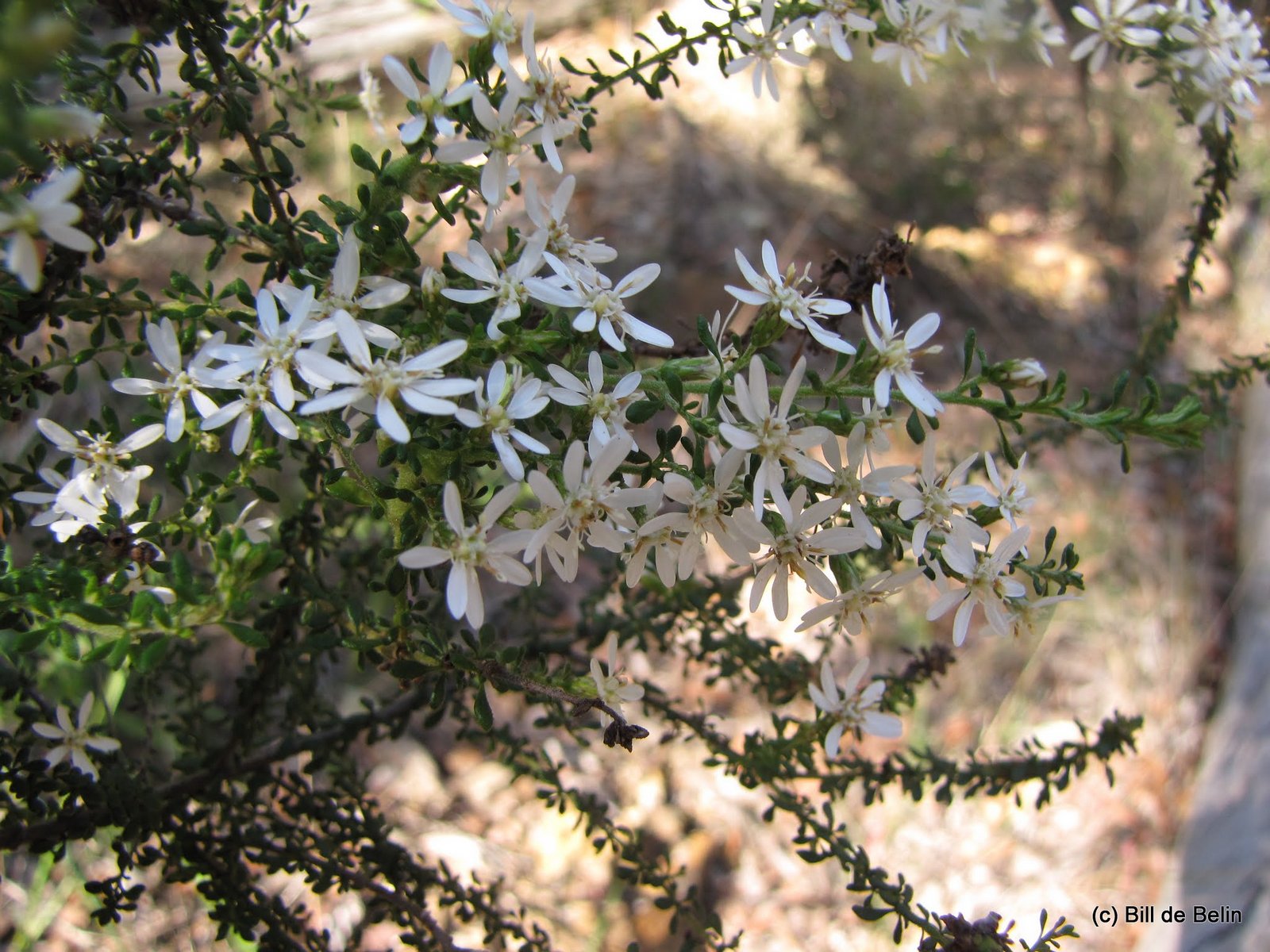 Sydney's Wildflowers and Native Plants: Olearia microphylla - Bridal ...