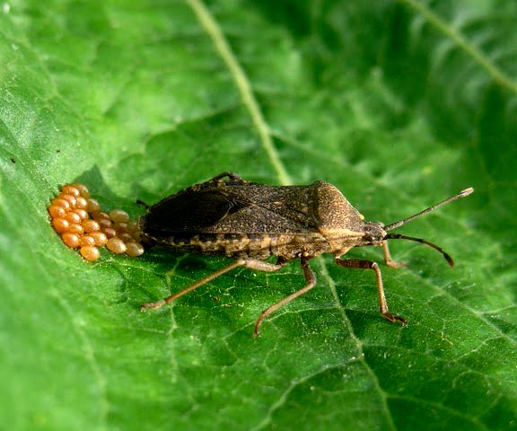 Ancient Embrace: Squash bugs!