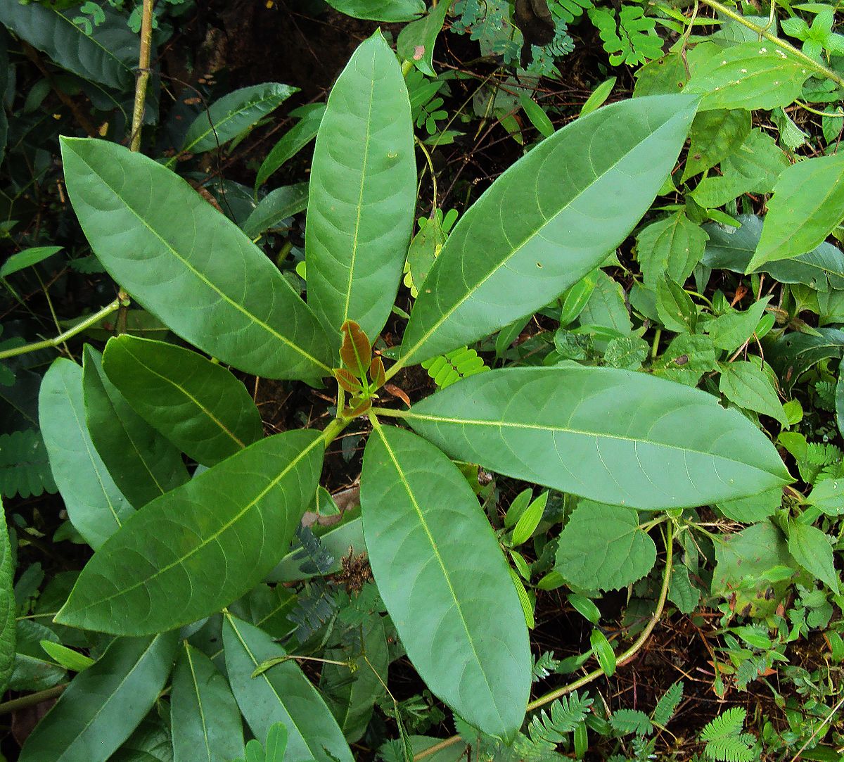 ECOHERBS .....: Kula Mavu[Persea macrantha]