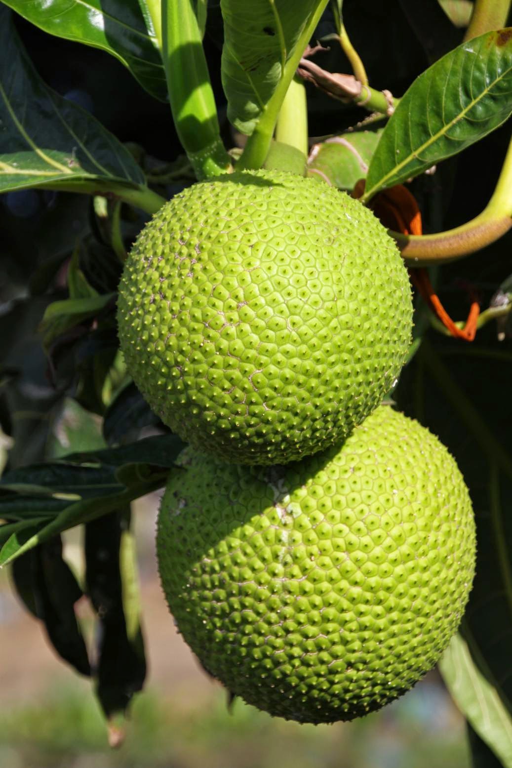 Saveurs et Expériences : Parmentier de Fruit à Pain végétarien