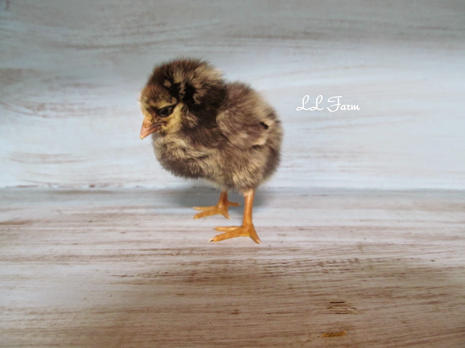 LL Farm: Baby Chick Photo Shoot