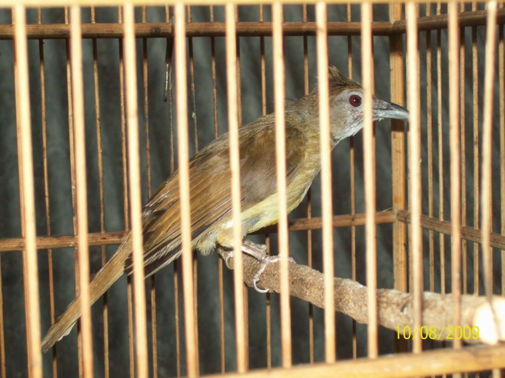Cara merawat burung Kapas Tembak