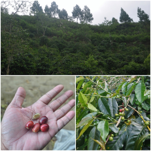 Coffee Trip Toraja : Mengenal Kopi Toraja | Aftertaste Blog