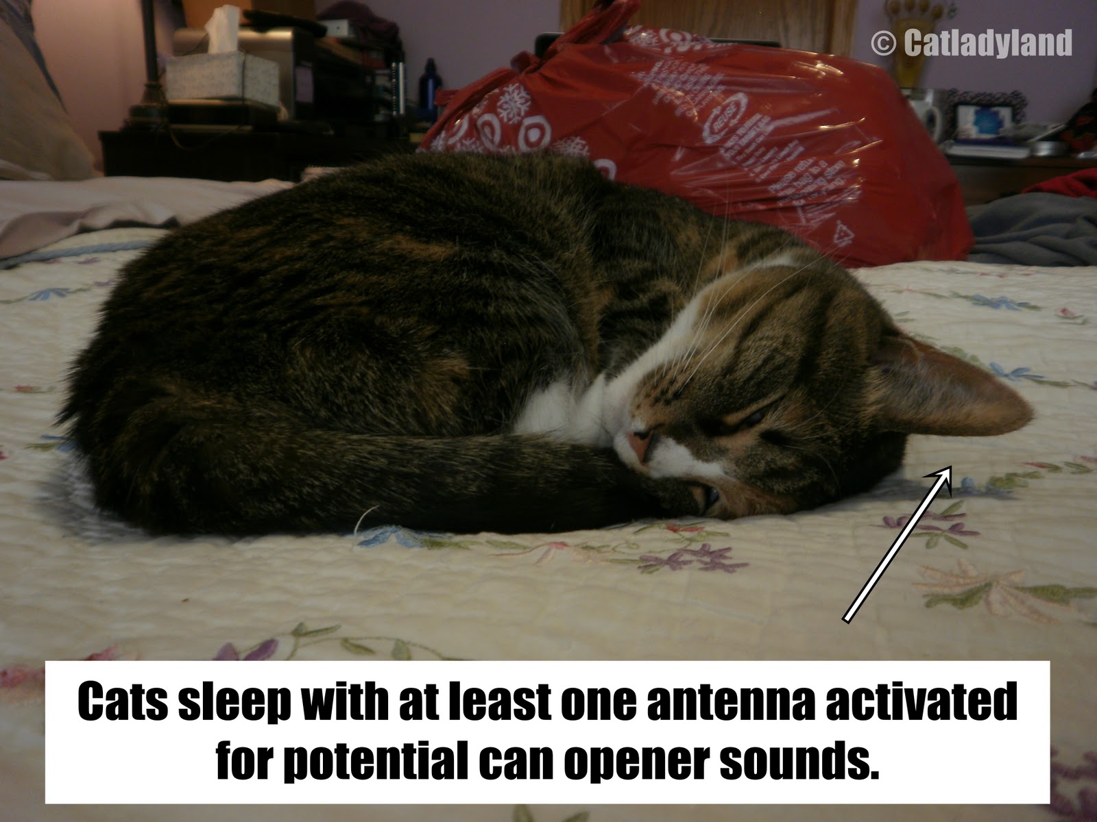 Catladyland: Cats are Funny: Antenna Activated!
