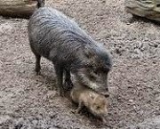 Projeto interdisciplinar #abraceobrasil - Cuidando do que é nosso - 6o ...