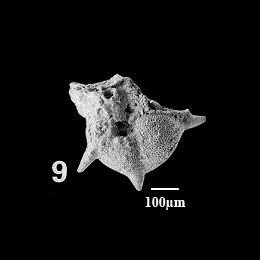 Foraminifera Planktonik | Aka