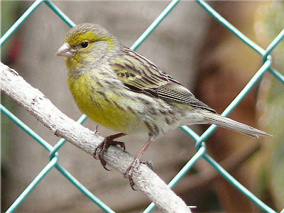 Mengenal Burung Kenari | Burung Gue