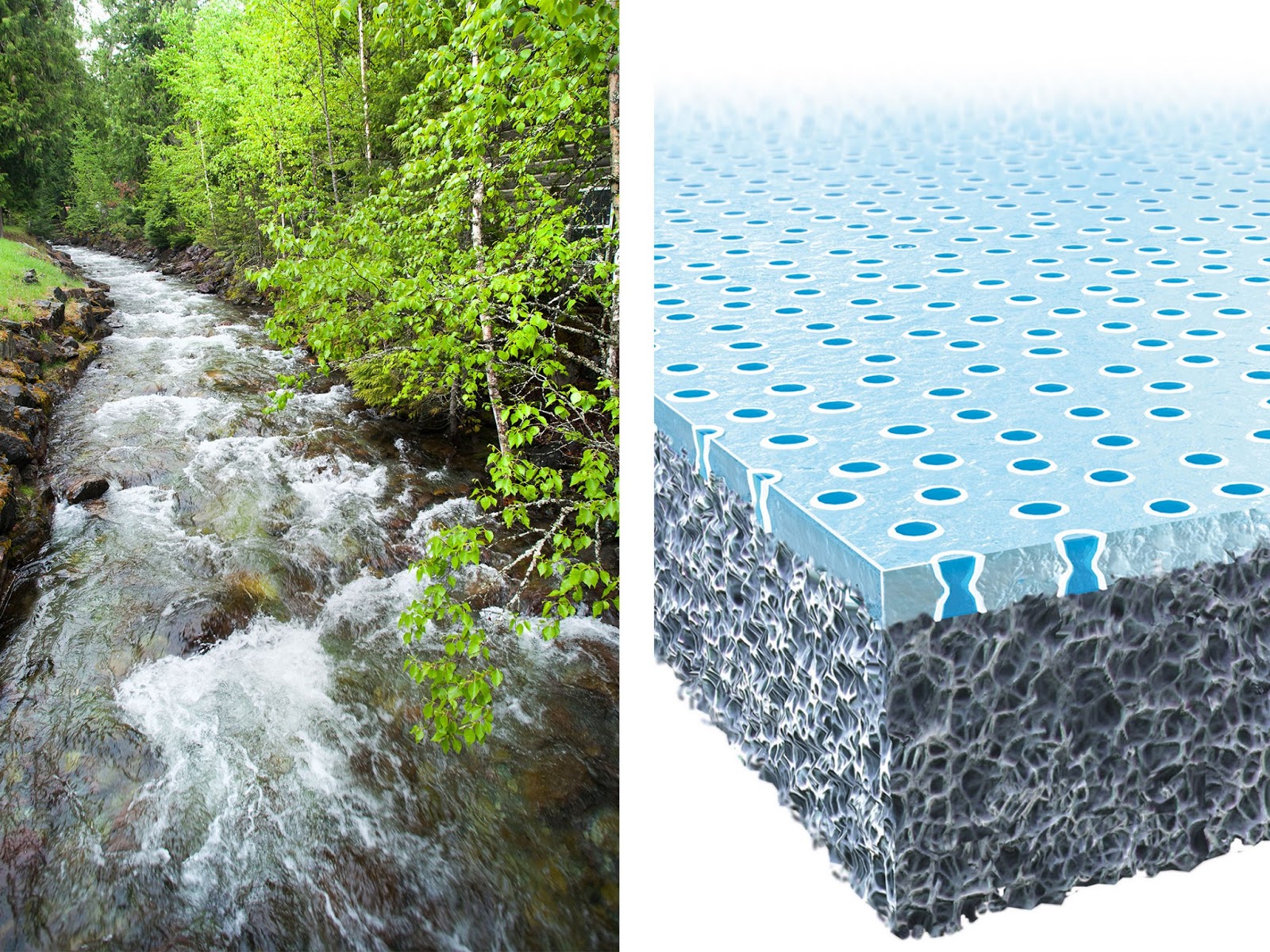 Nature's Water Filter | Bio-Inspired Design