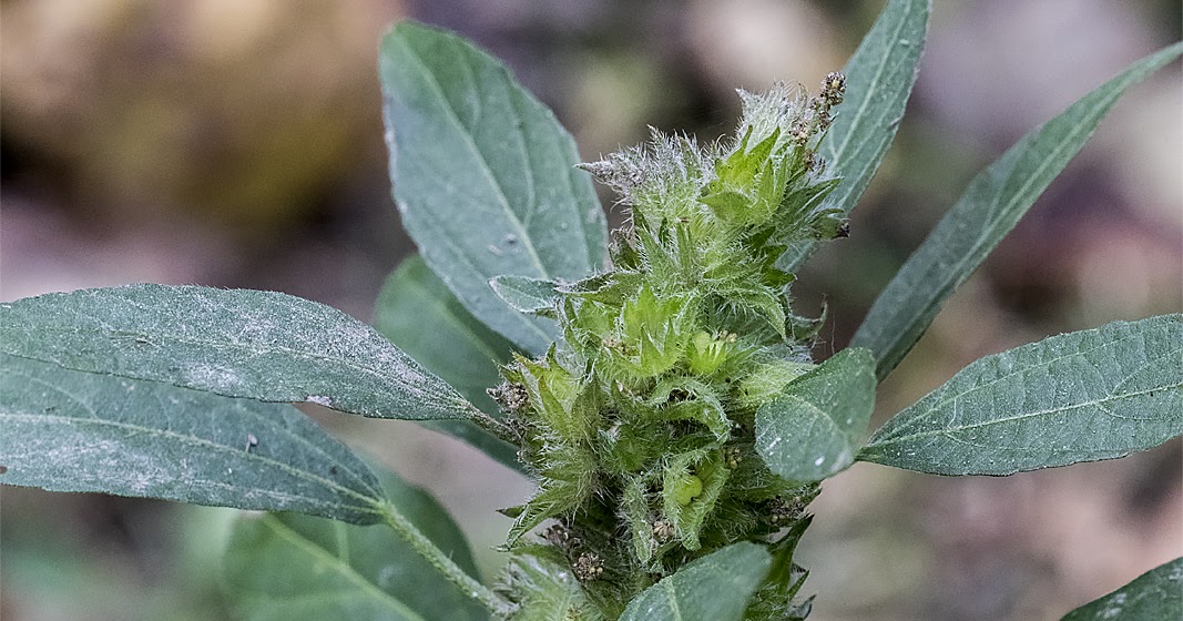 "What's Blooming Now" : Three Seeded Mercury (Acalypha rhomboidea)