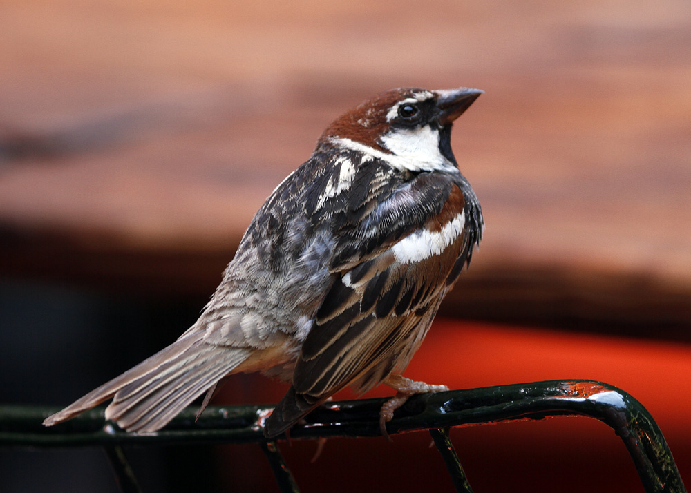 Travels with birds: Lanzarote Pelagics