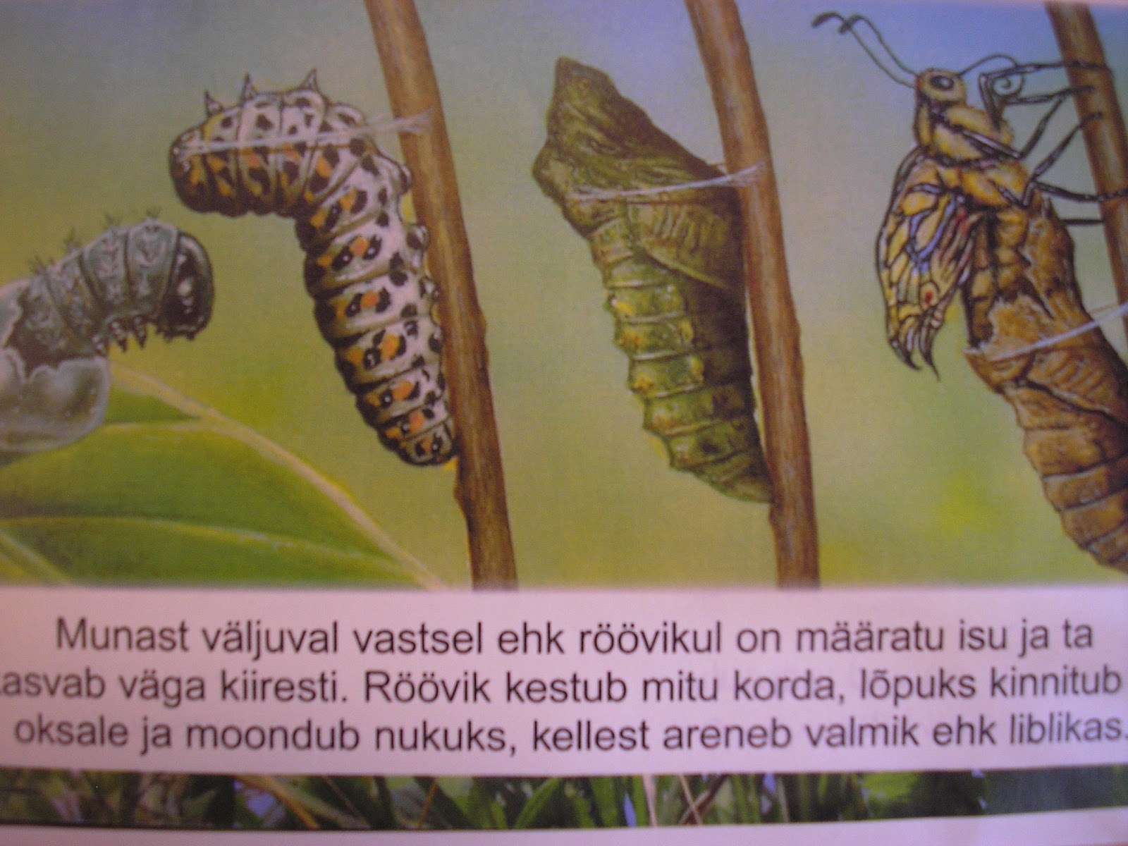 Samm-sammult tarkuse poole: Ussid ja liblikad