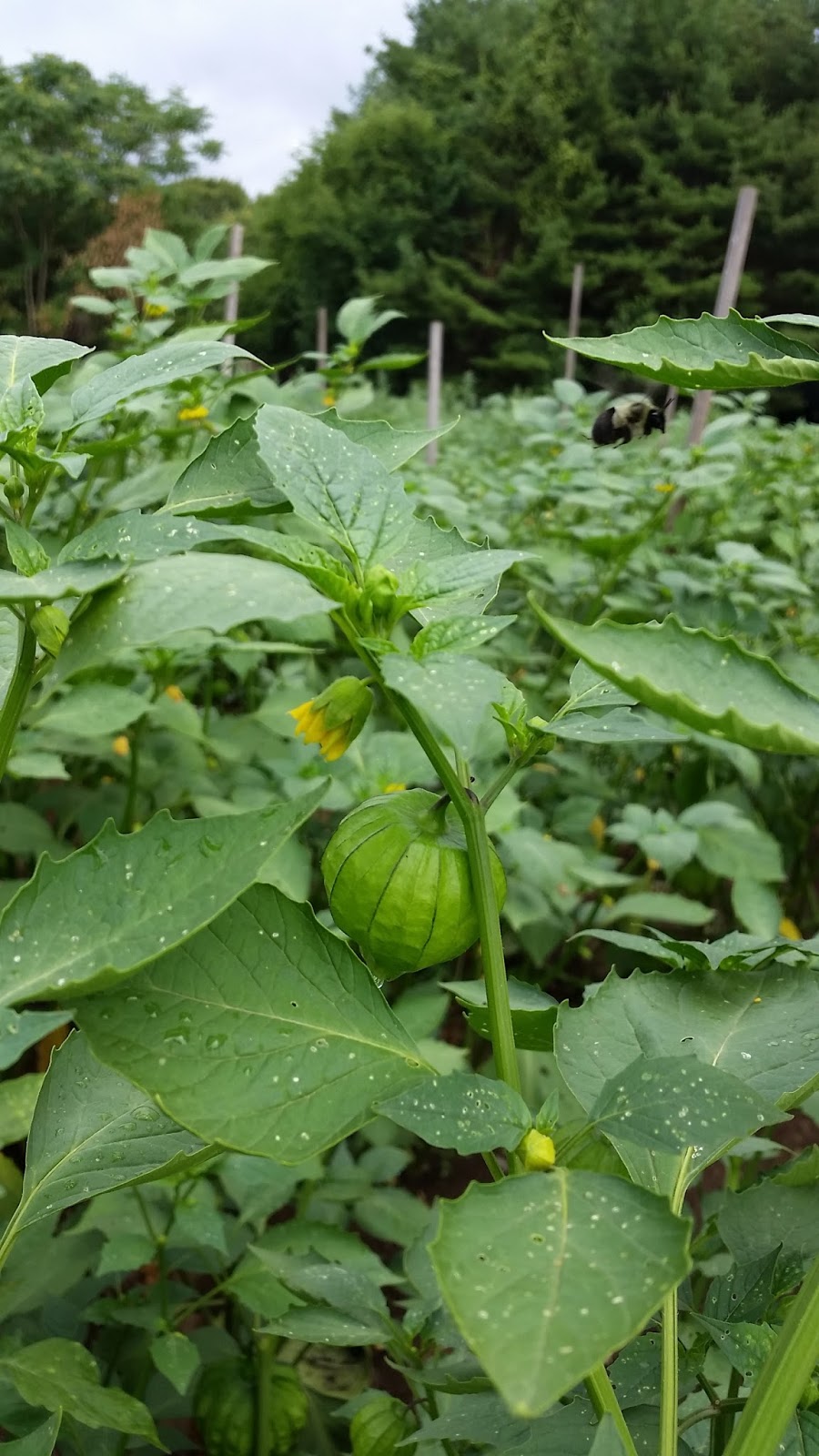 Waltham Fields Community Farm