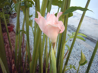 Sorita Siurang : Resipi Tuhau - Makanan Tradisional Sabah (Selamat hari ...