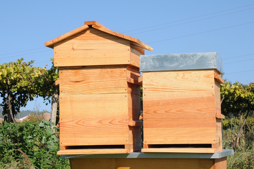 CORONA APICULTORES: COLMENA LUSITANA