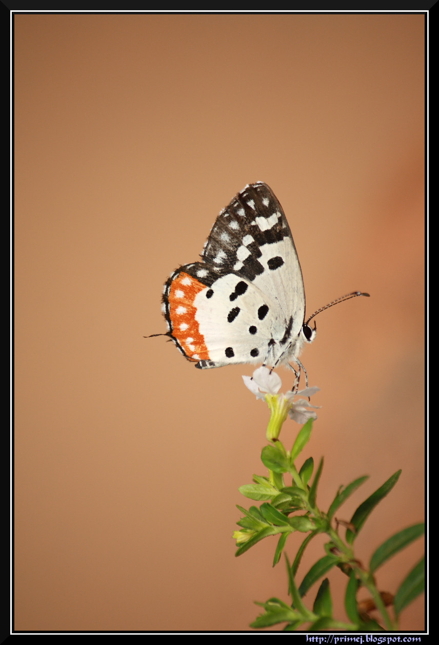 Prime Photos: Red Pierrot Butterfly