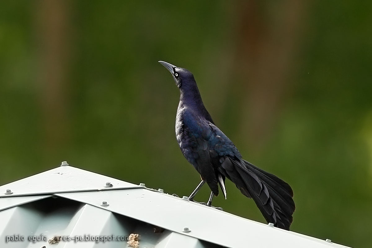 mis fotos de aves: Quiscalus mexicanus Zanate Mexicano Great-tailed Grackle