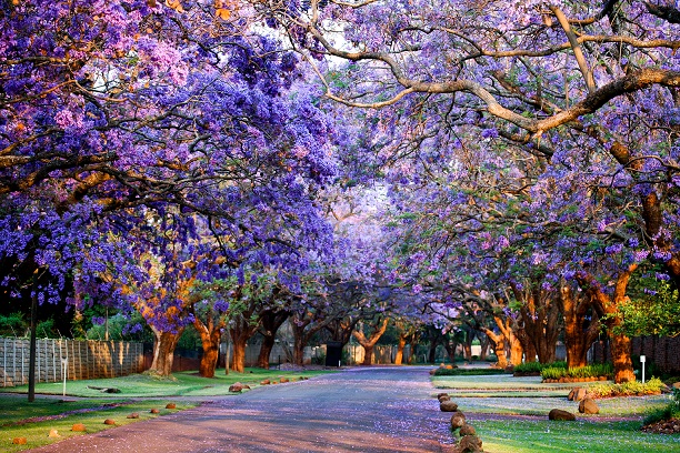 The Rhodes Less Traveled: The Jacaranda Tree