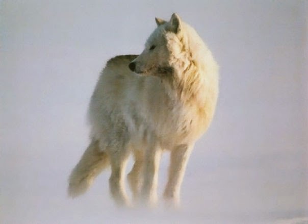White Wolf : 15 Photos of the Most Amazing Animal in Alaska - Arctic ...