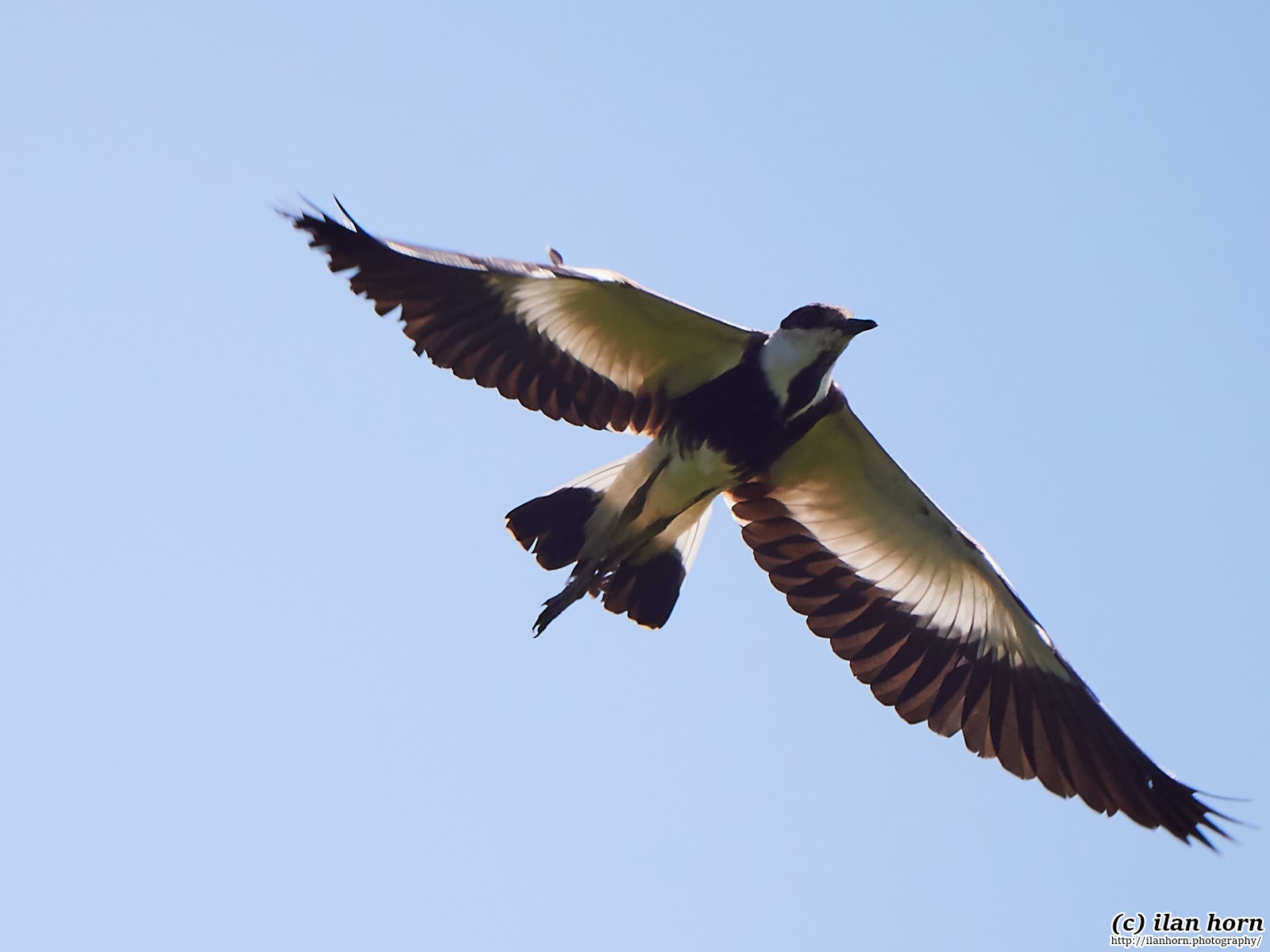 Spur-Winged Lapwing in flight