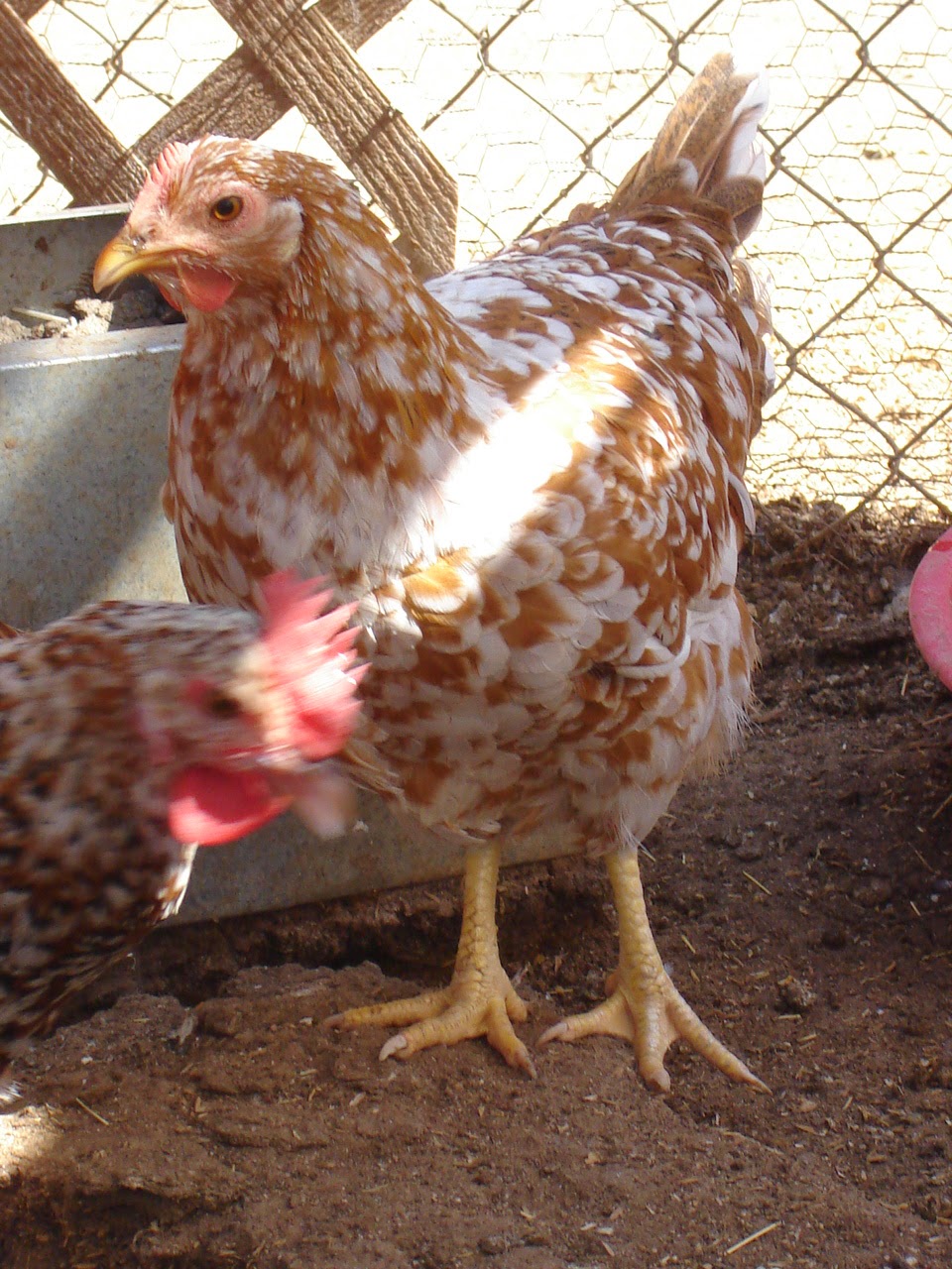 Aloha Chickens: A Small Summer Flock