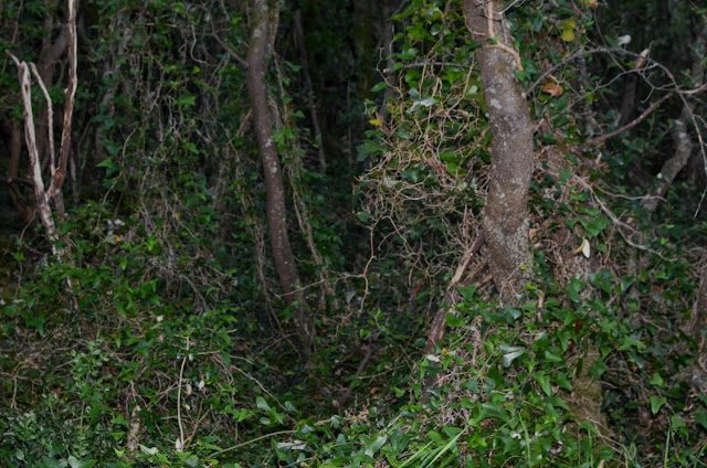 ALMANAQUE NATURAL: Los Encinares más norteños