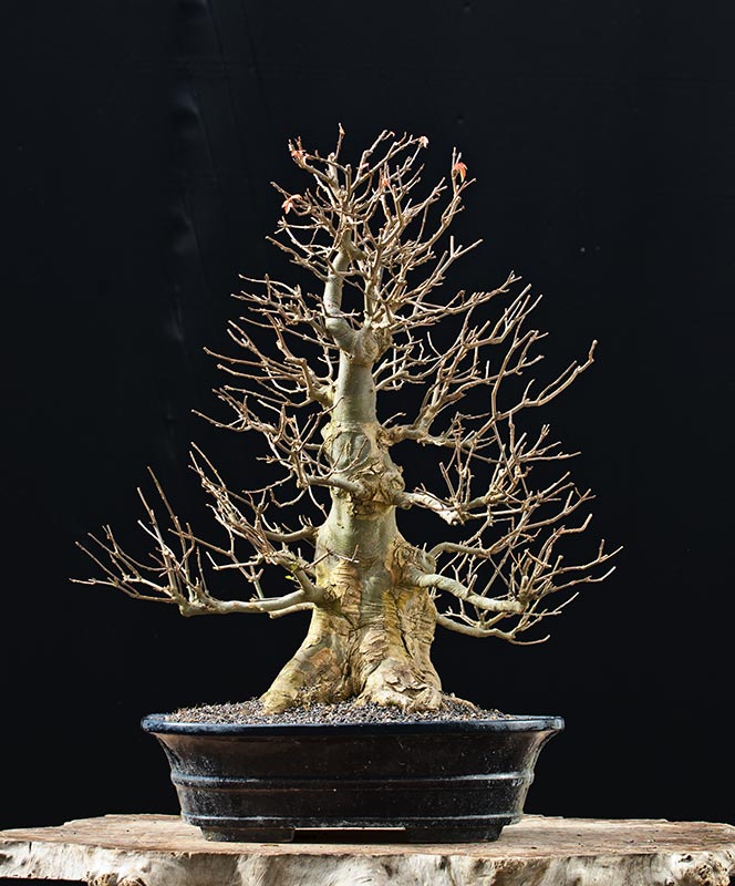 Walter Pall Bonsai Adventures: Trident maple avaialble