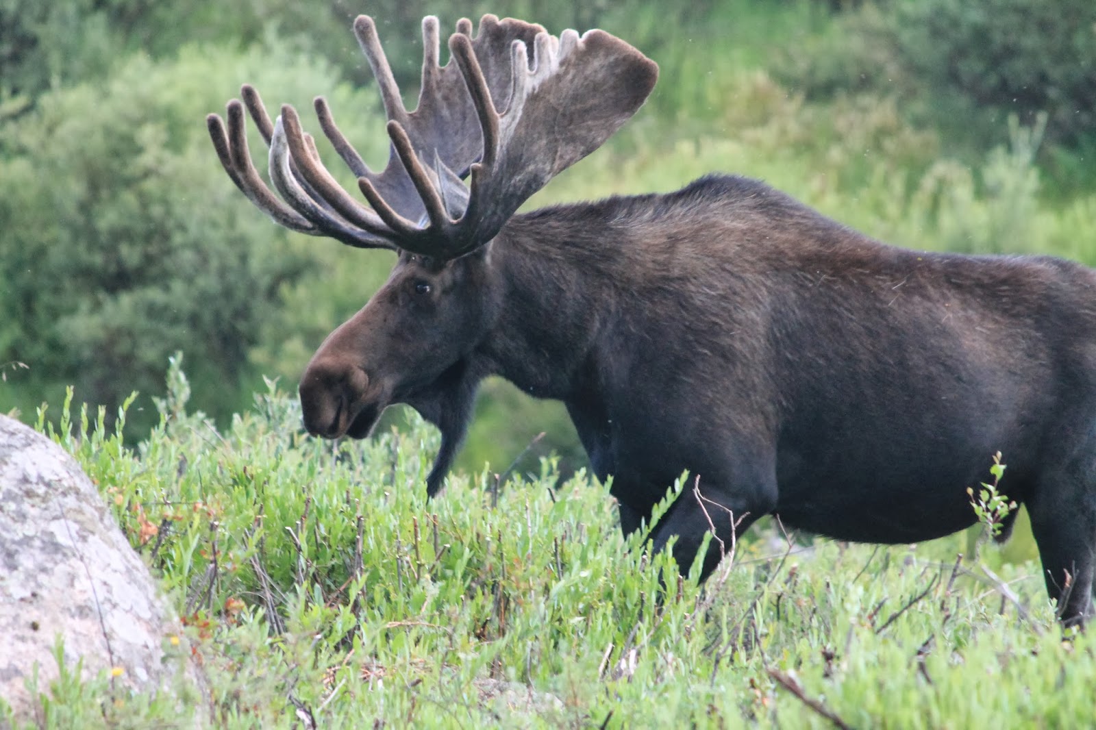 The Flying Mullet: MOOSE!