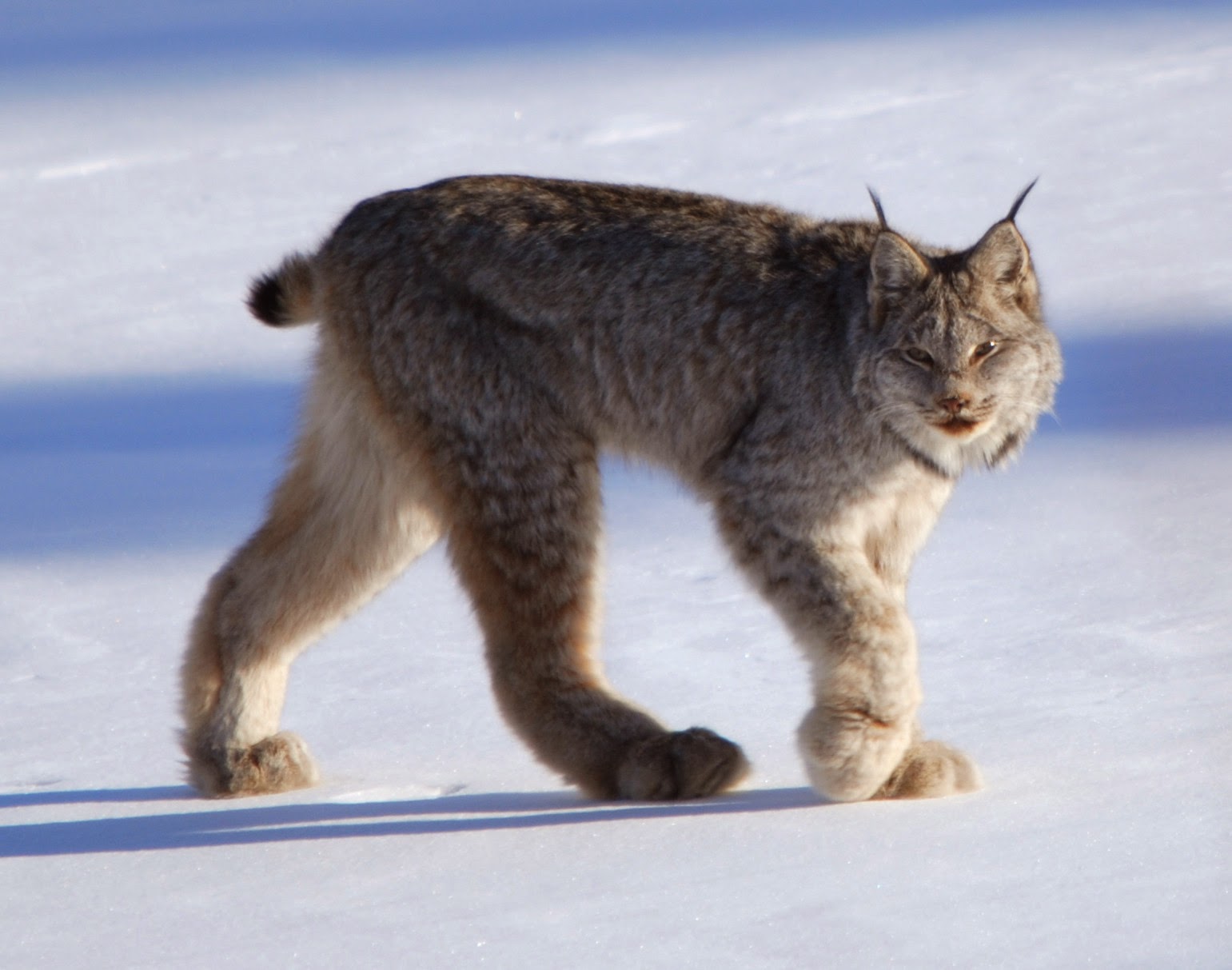 Natureza: Lince