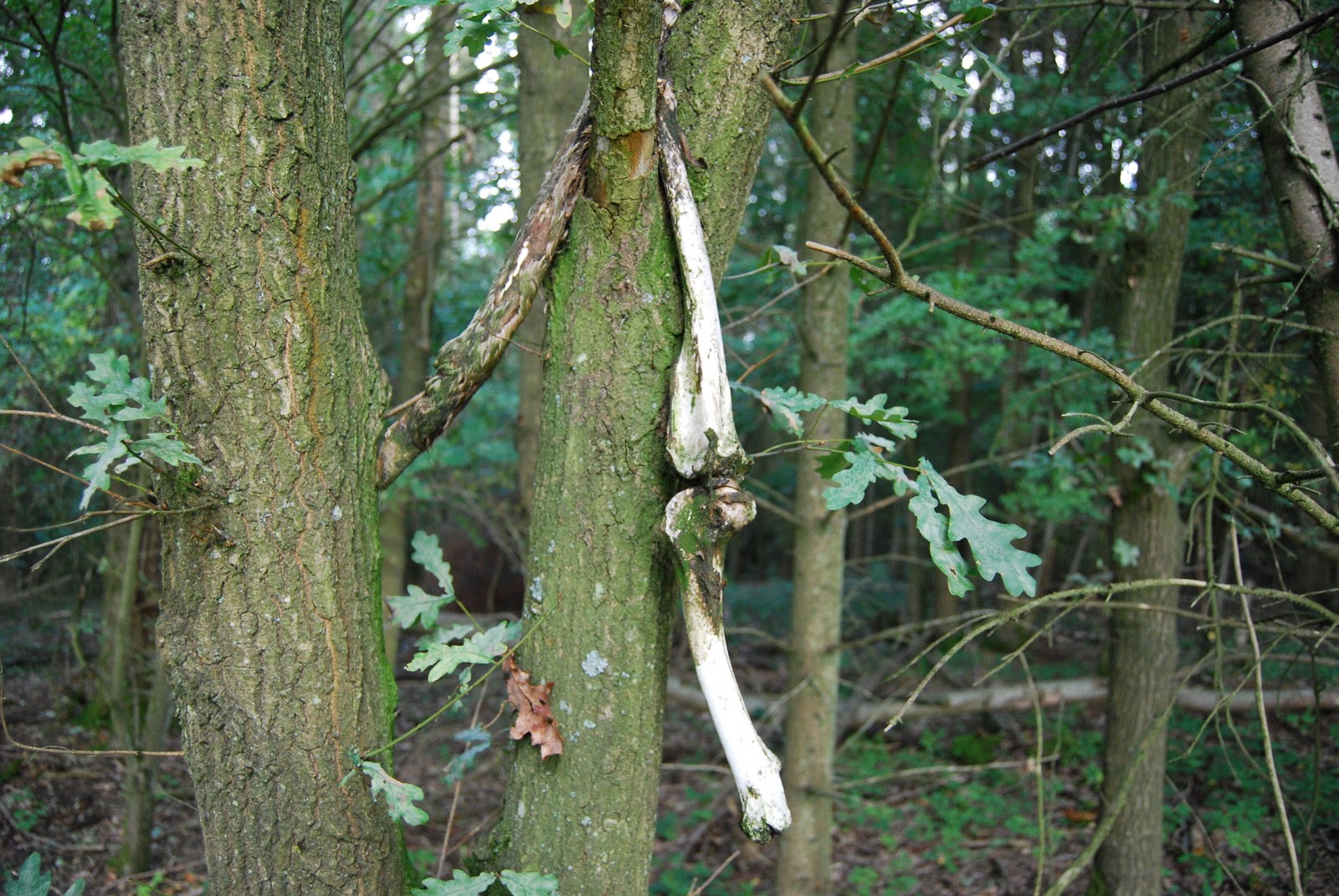 KENT BIG CAT RESEARCH: September 2011