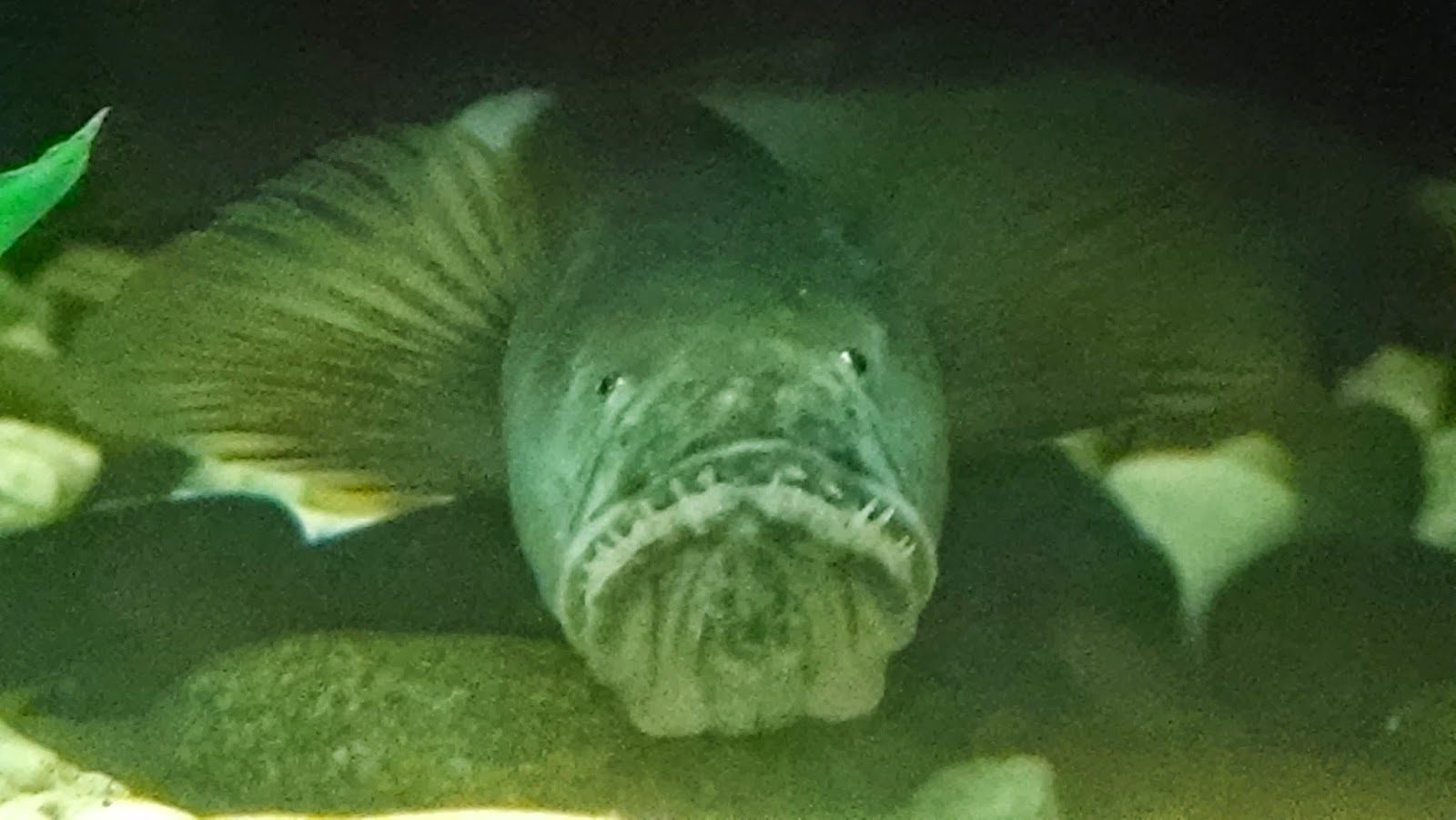 Acuariopatía: Pez Dragon Chino