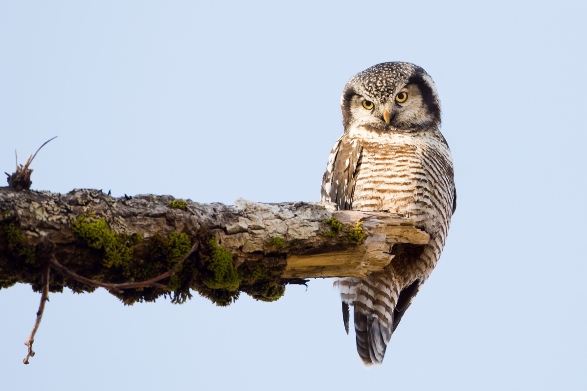 10 awesome owl photos for International Owl Awareness Day - mostaret
