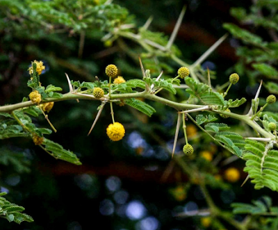 Scientific and Local Name of Tree Species found in Nepal - Blogger Nepal