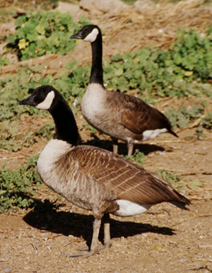 The Official PoultryBookstore.com Blog: Light Geese