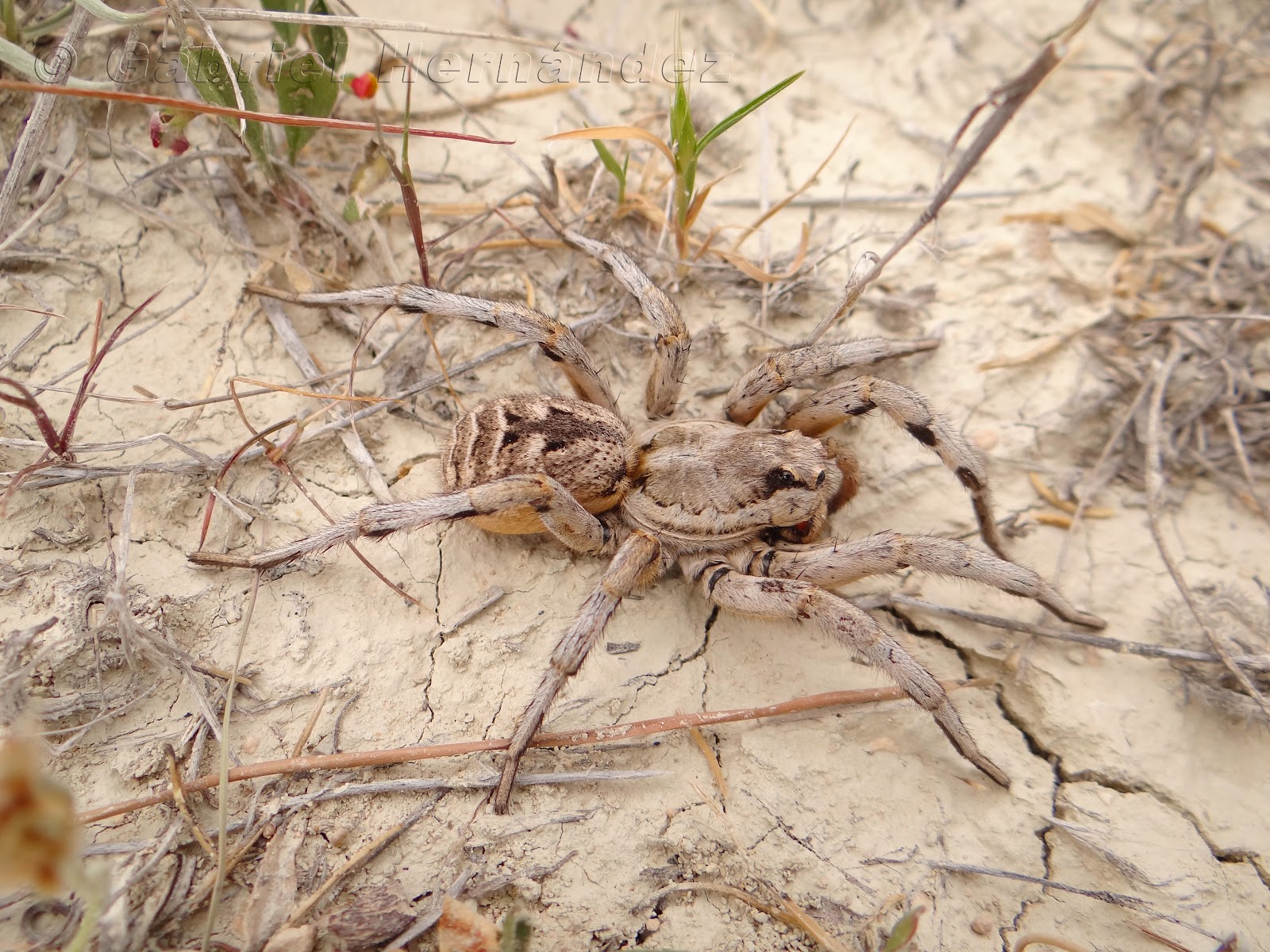 EL RINCÓN DEL VIEJO FORESTAL: TARÁNTULA (Lycosa tarantula)