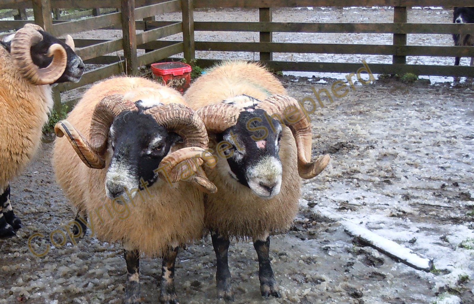 Shepherd's blog: tup fight