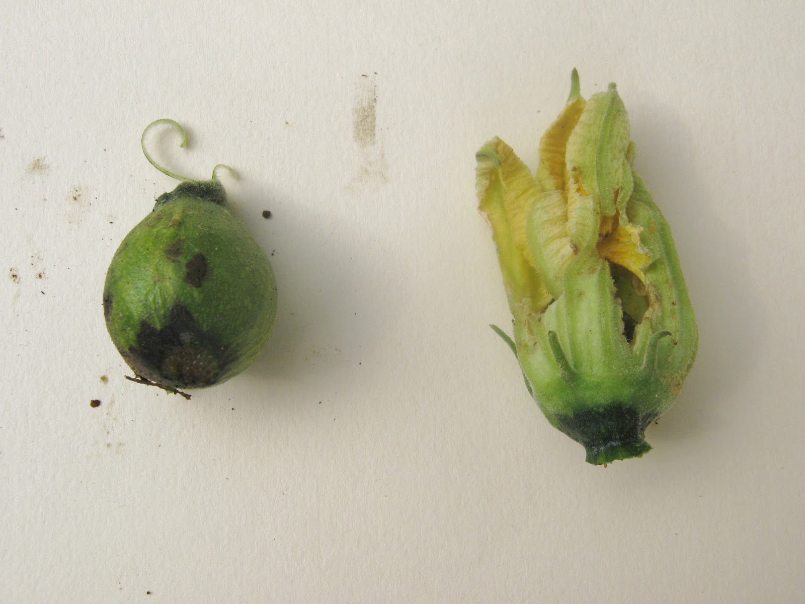 Garden Guy Hawaii: Pickleworm