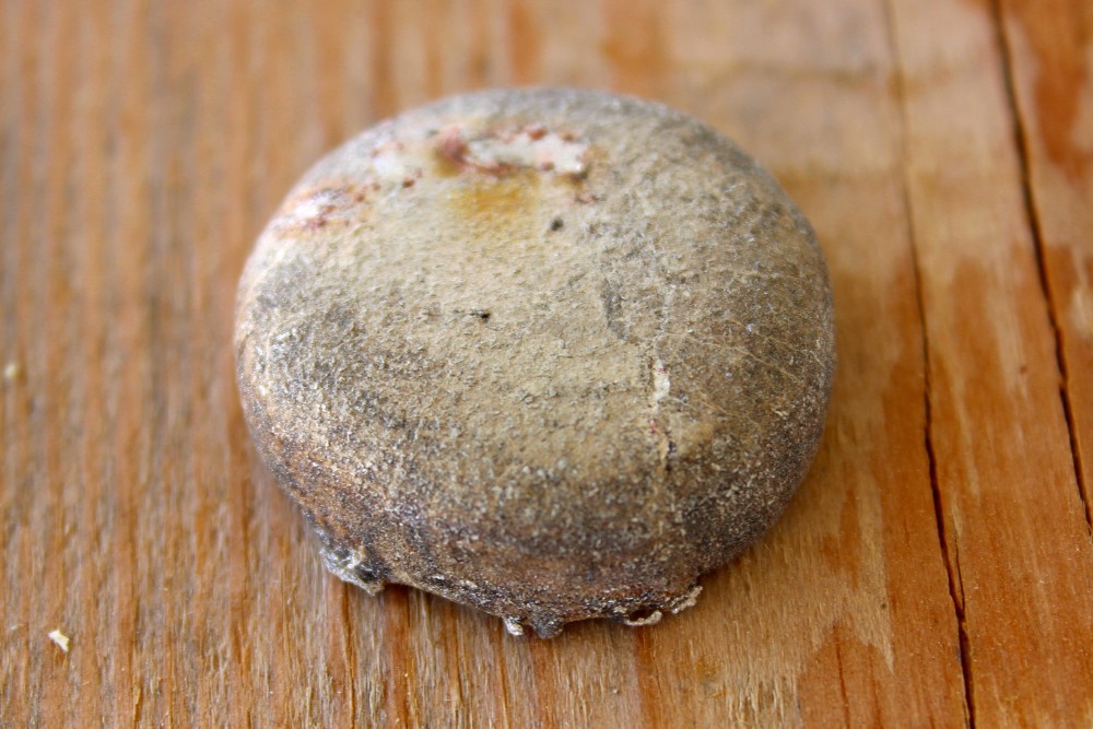 The Field Lab: cast a coin