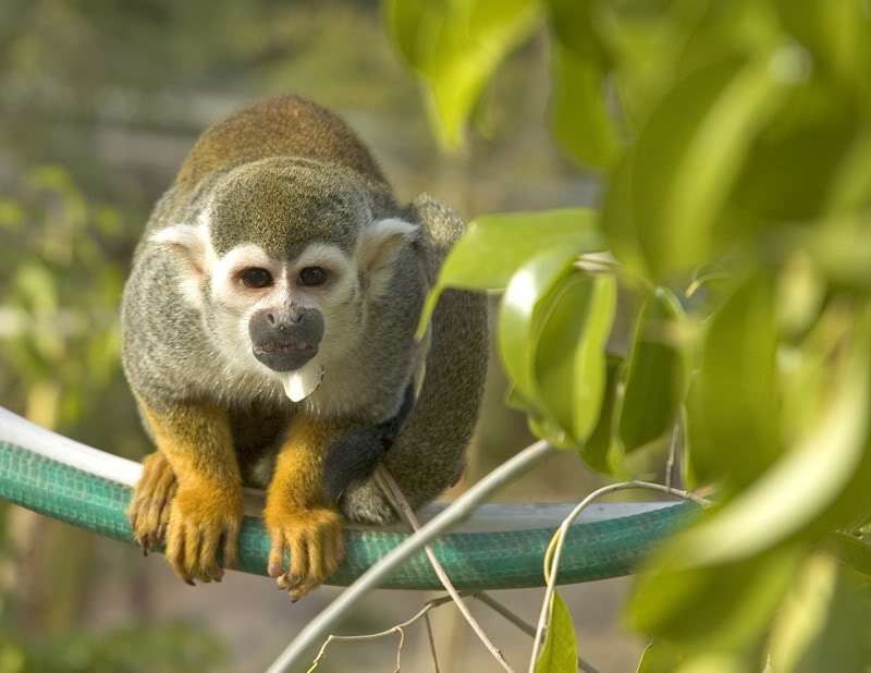 >: Exotic and Weird Pets