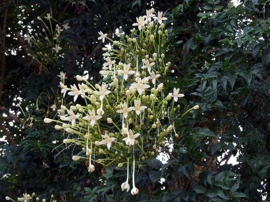 சமவெளி: அந்தப் பன்னீர் மரம் இப்போது இல்லை.