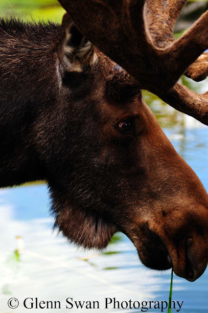 Today's View: A Handsome Moose Indeed