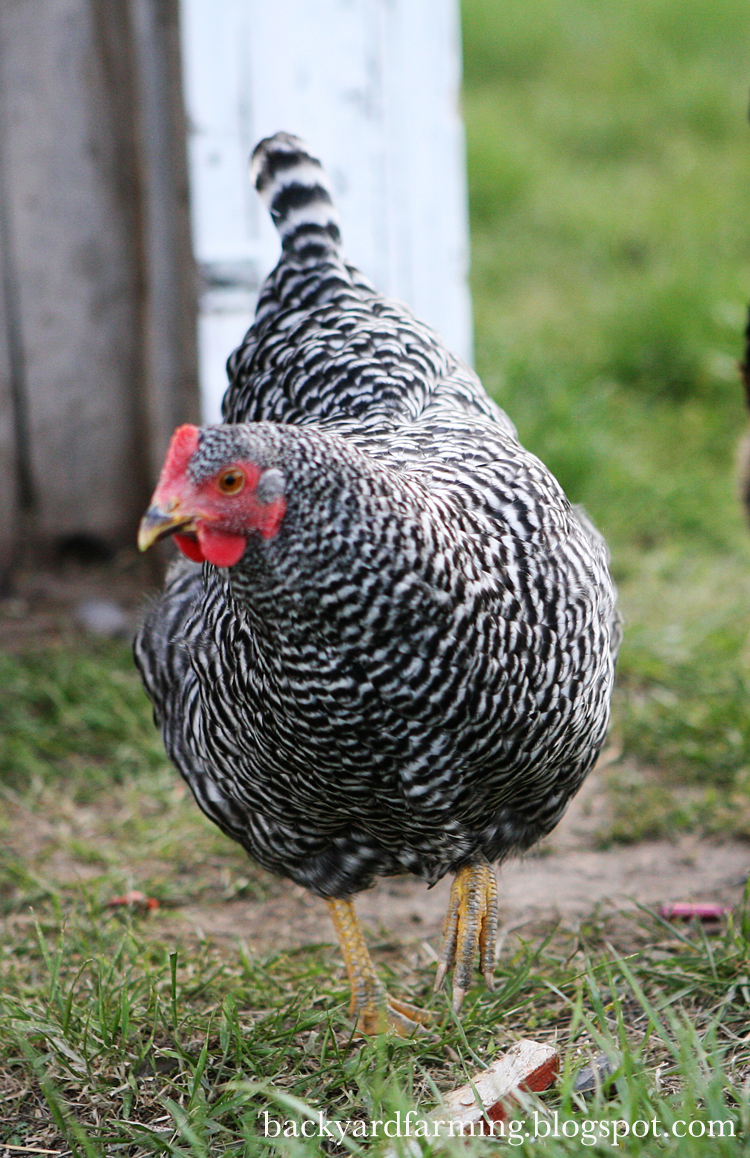 Backyard Farming: The Hen Den
