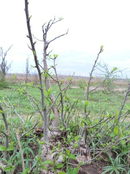Safari Ecology: How old is a baobab?