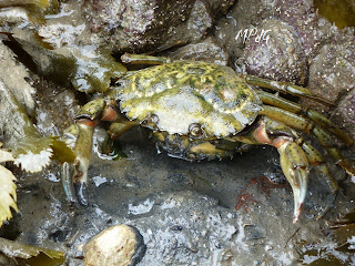 belles, sauvages et plus: question goût, y a pas photo entre crabe vert ...