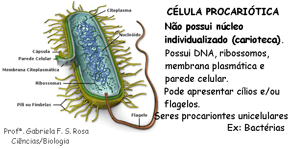 Blog da Bio - Profe Gabriela: Célula Procariótica