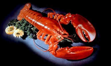 Behind the French Menu: Homard - Lobster. The Two-Clawed European ...