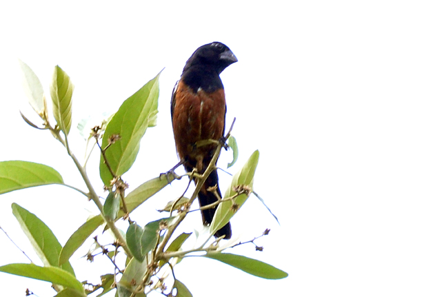 fffotógrafo: CURIÓ
