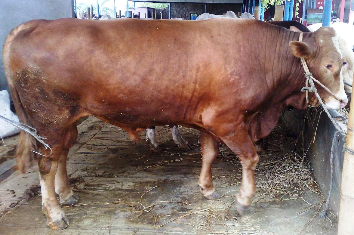 SAPI QURBAN 2015 TIMBANG HIDUP SEHAT & MURAH DI : JENIS SAPI QURBAN