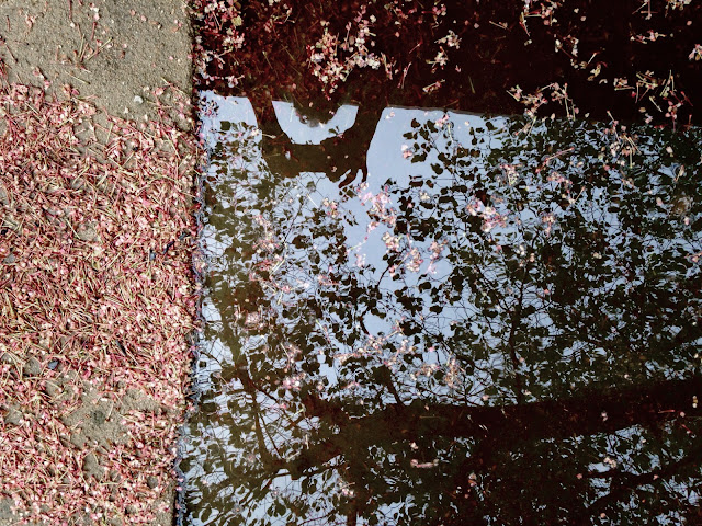 Flying Carpet: April Flying Carpet 2018